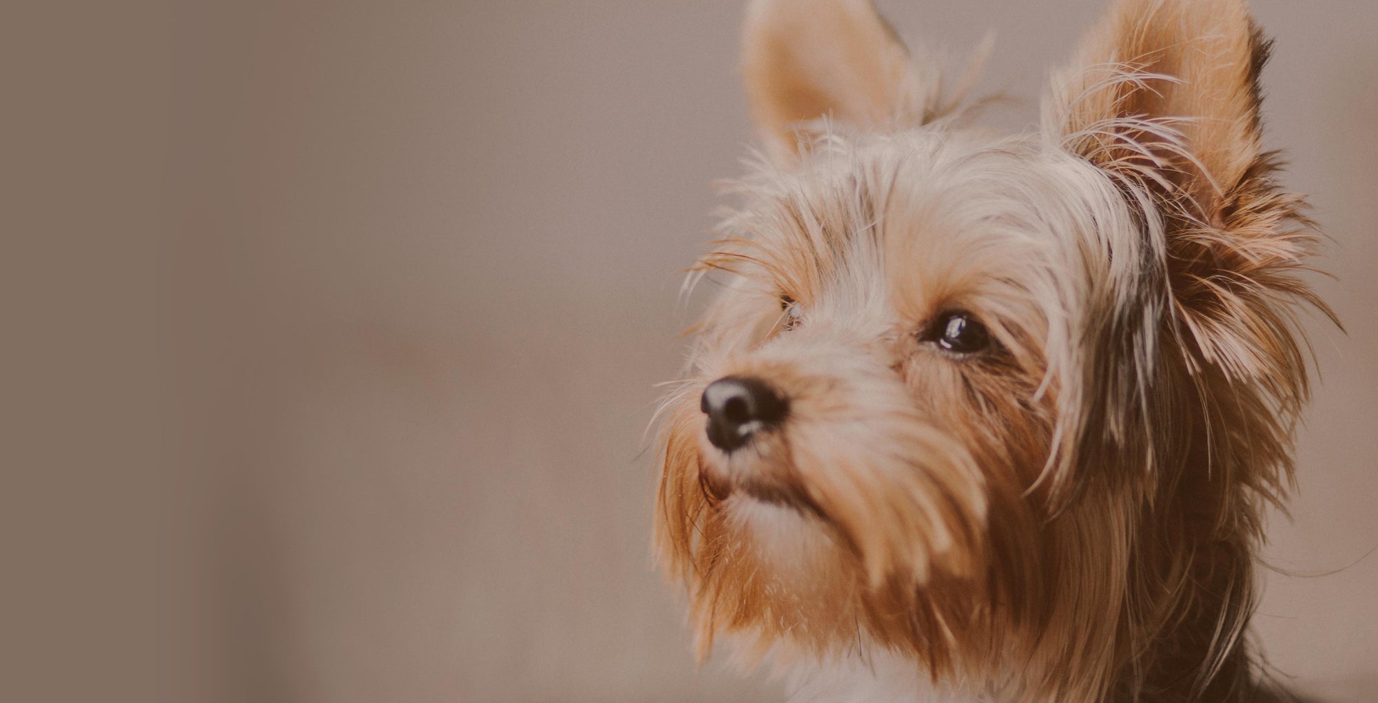 Hello Dog Comida para perros fresca y natural – hellodogcolombia