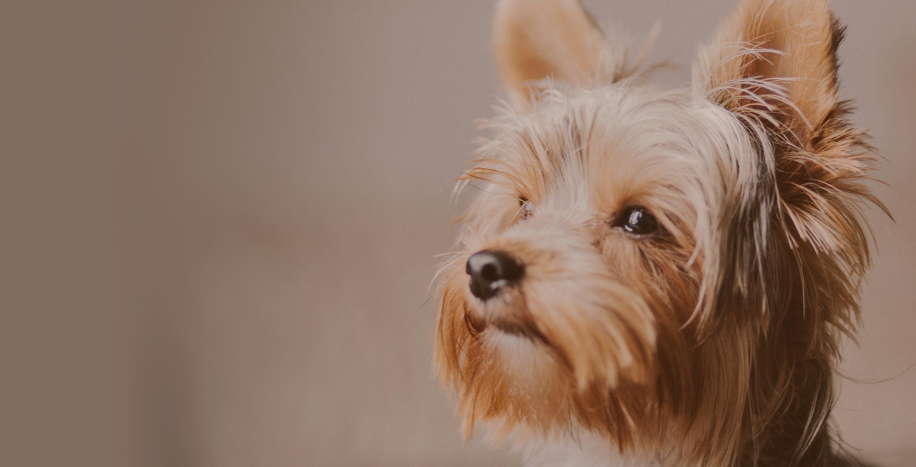 Hello Dog Comida para perros fresca y natural – hellodogcolombia